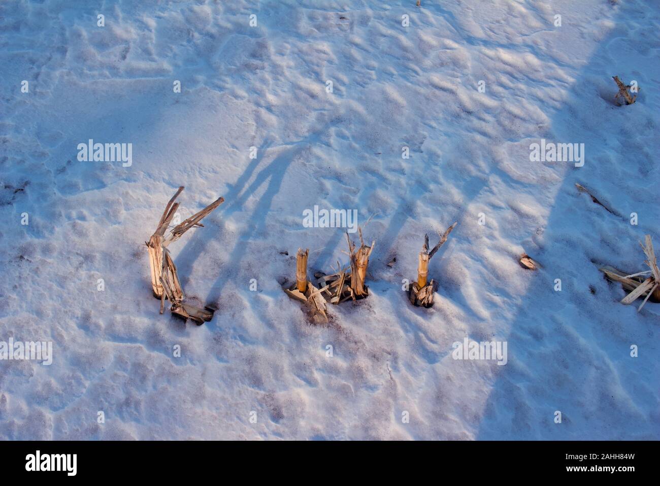 Corn Stalk High Resolution Stock Photography and Images - Alamy