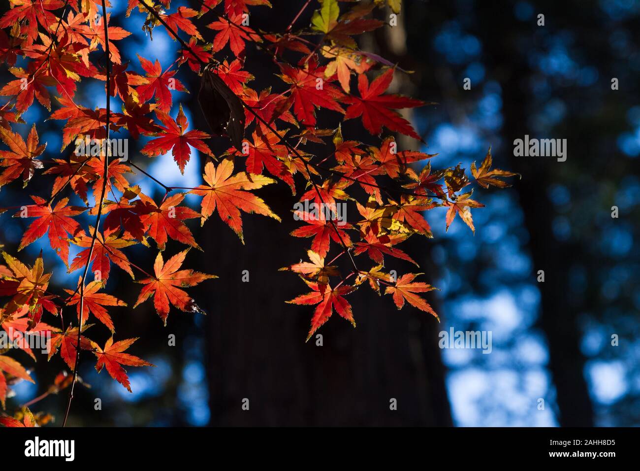The red, autumn leaves of a Japanese Maple tree in Izumi no Mori Park ...