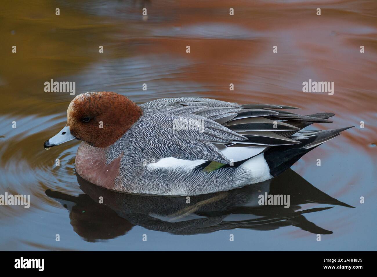 A male Eurasian wigeon duck (Mareca penelope) on a lake in.a park in ...