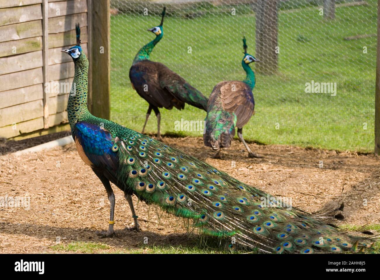 Green peafowl hi-res stock photography and images - Alamy