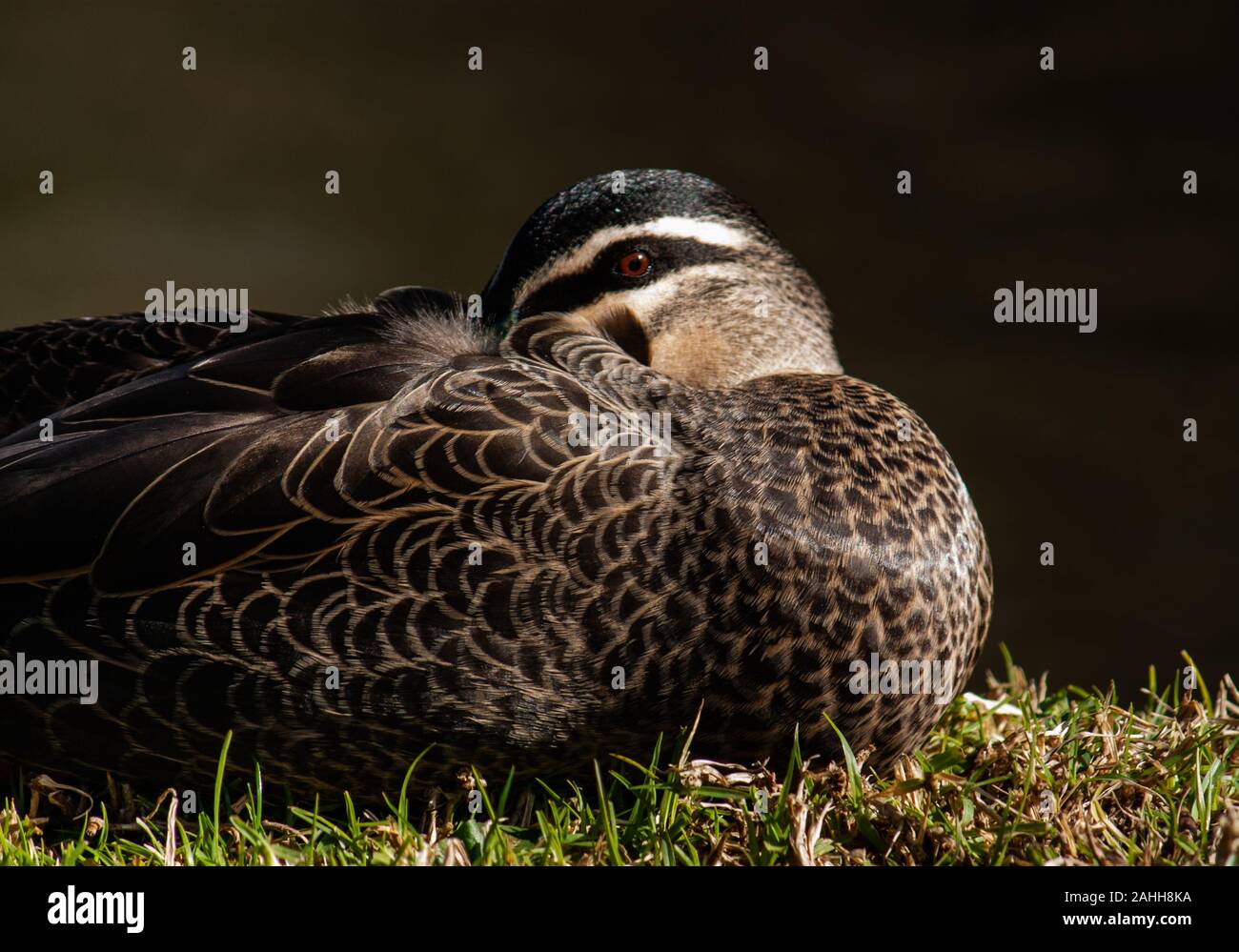 Tucked under hi-res stock photography and images - Alamy
