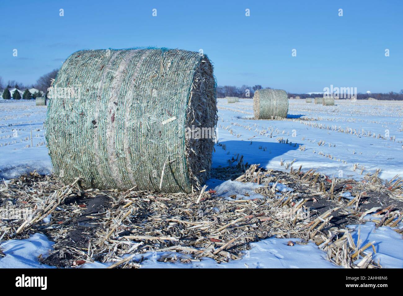 Landscape texture view of large round corn stalk bales in a rural ...