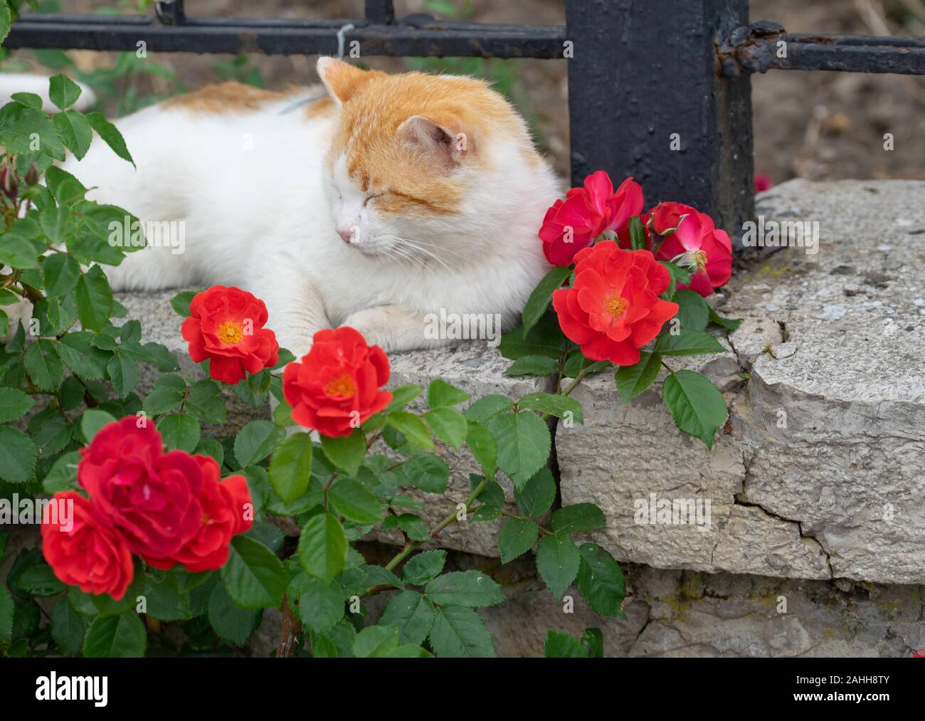 White cat red roses hi-res stock photography and images - Alamy