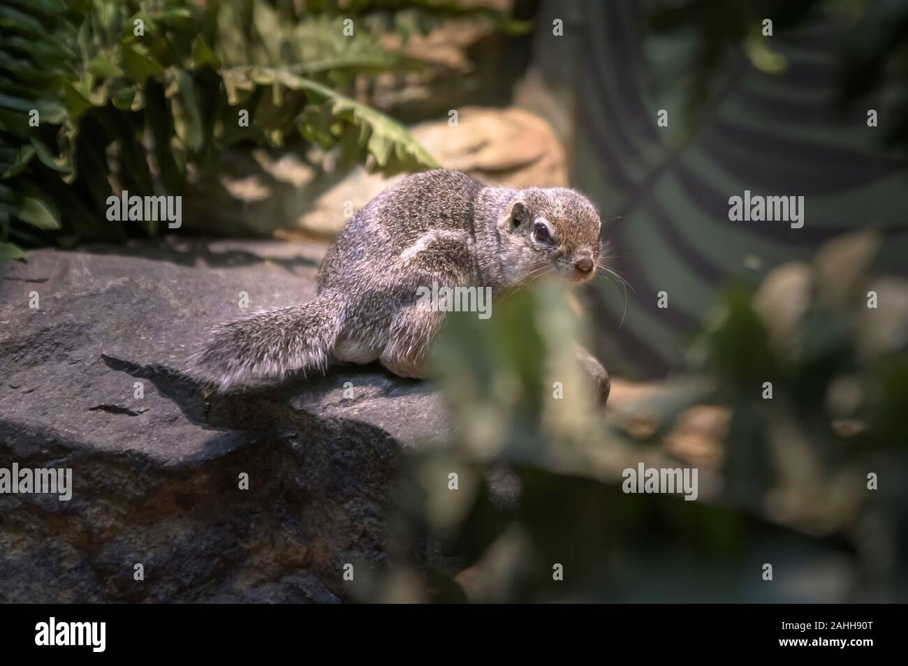 Fluffy Tail High Resolution Stock Photography and Images - Alamy