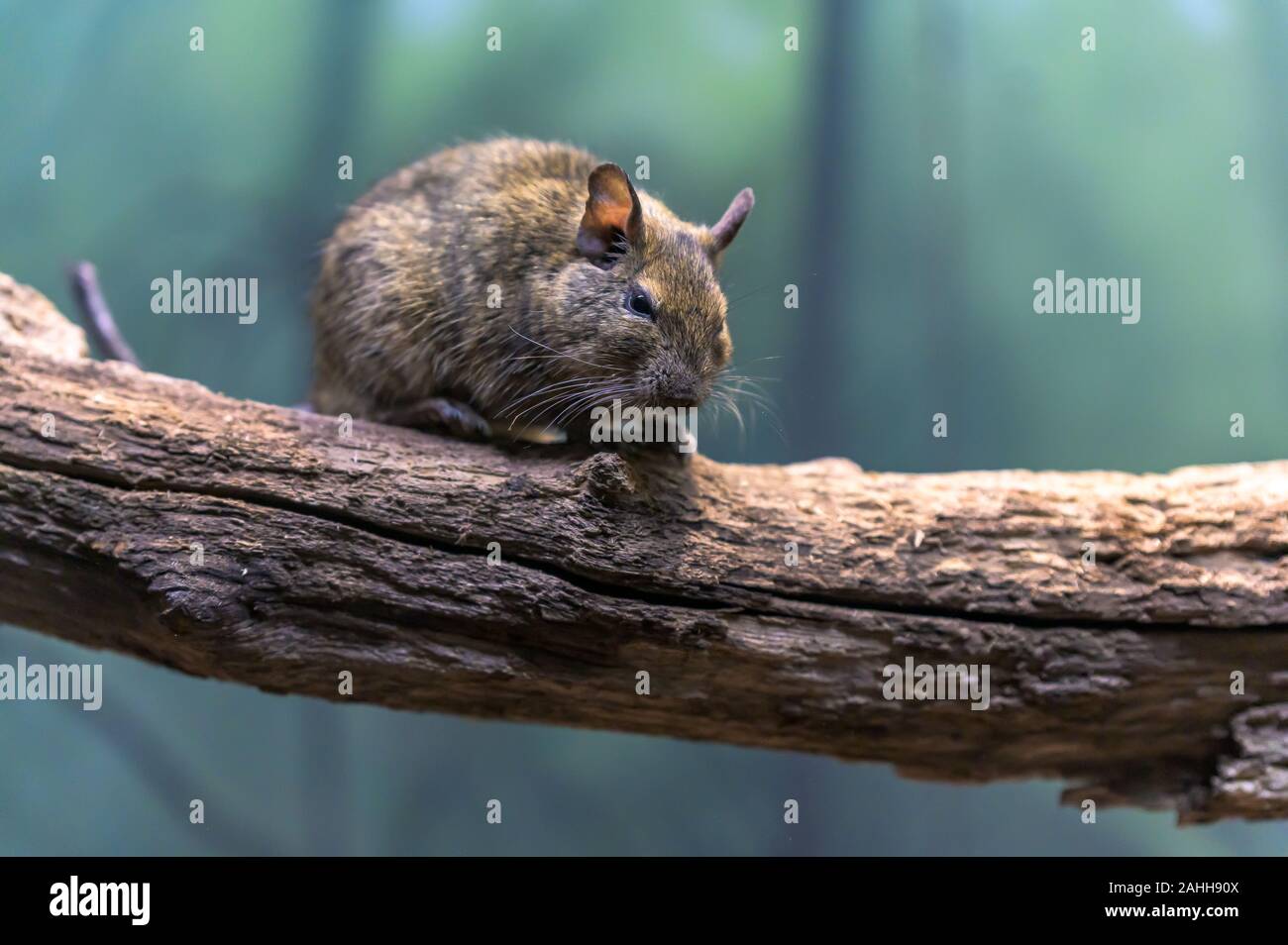Small rodent species hi-res stock photography and images - Alamy