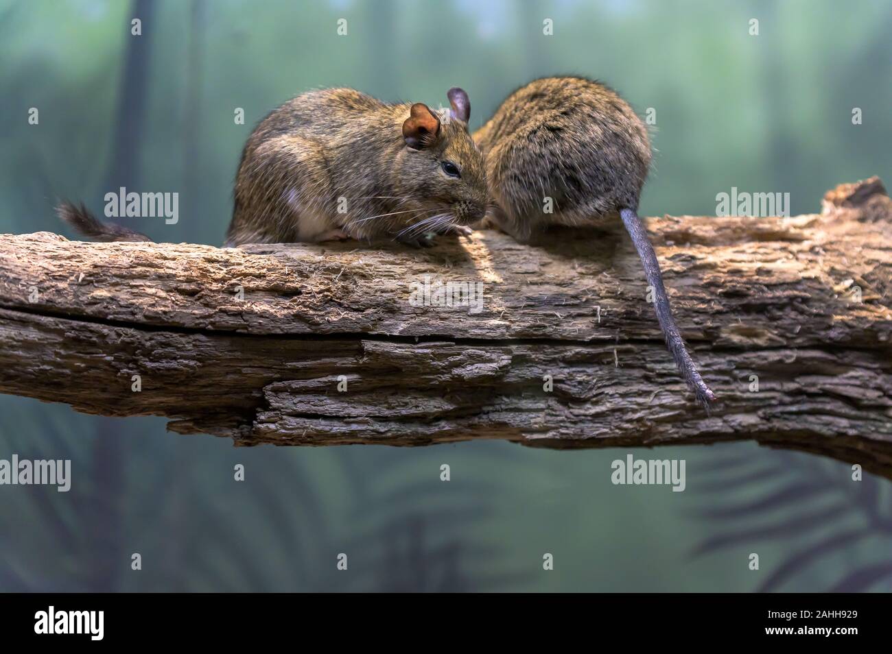The Rodents Of Asia High Resolution Stock Photography and Images - Alamy