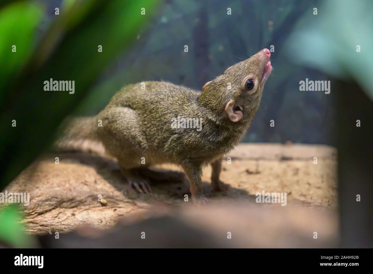 A Northern Tree Shrew sitting on a branch Stock Photo - Alamy