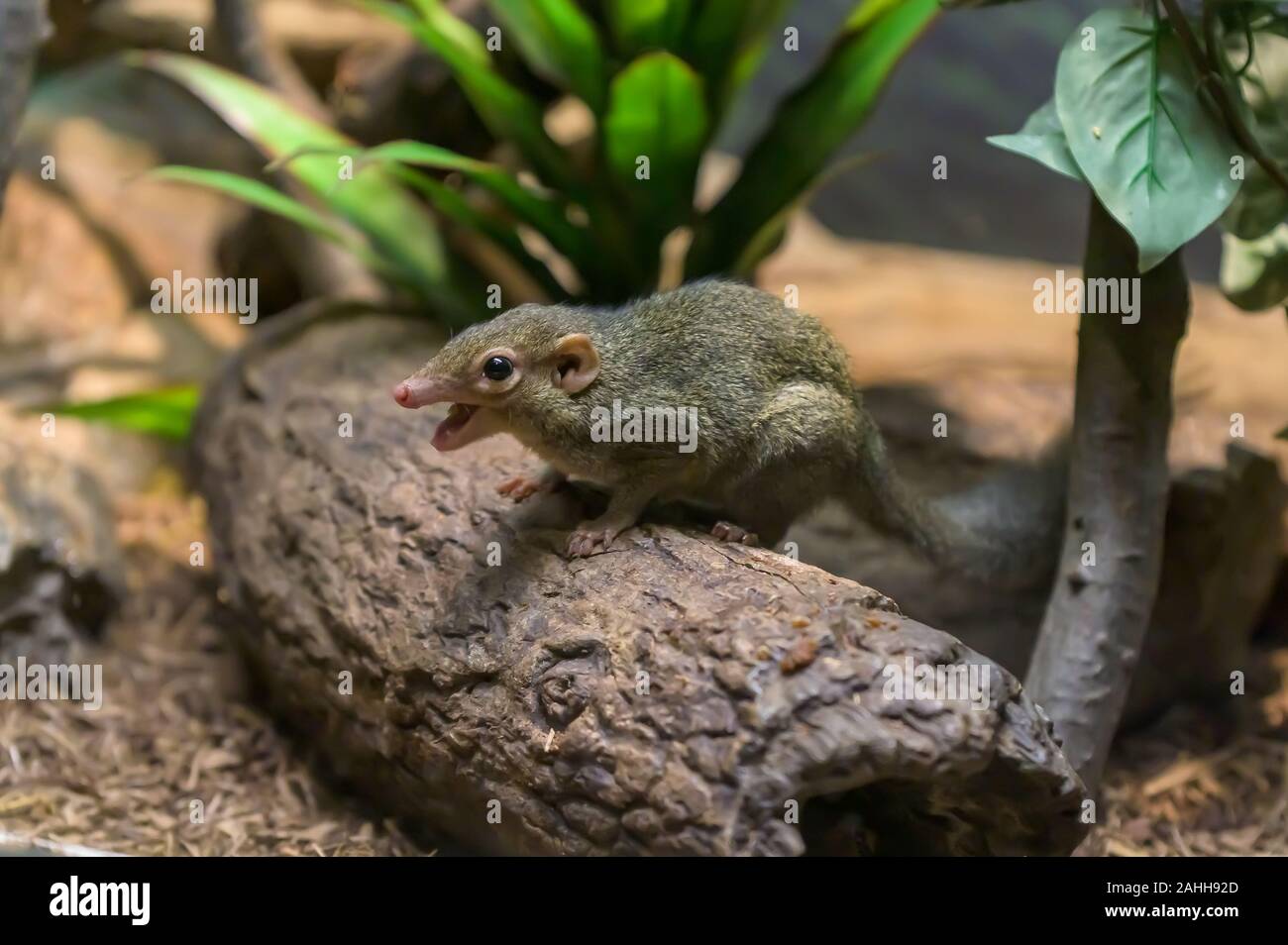A Northern Tree Shrew sitting on a branch Stock Photo - Alamy