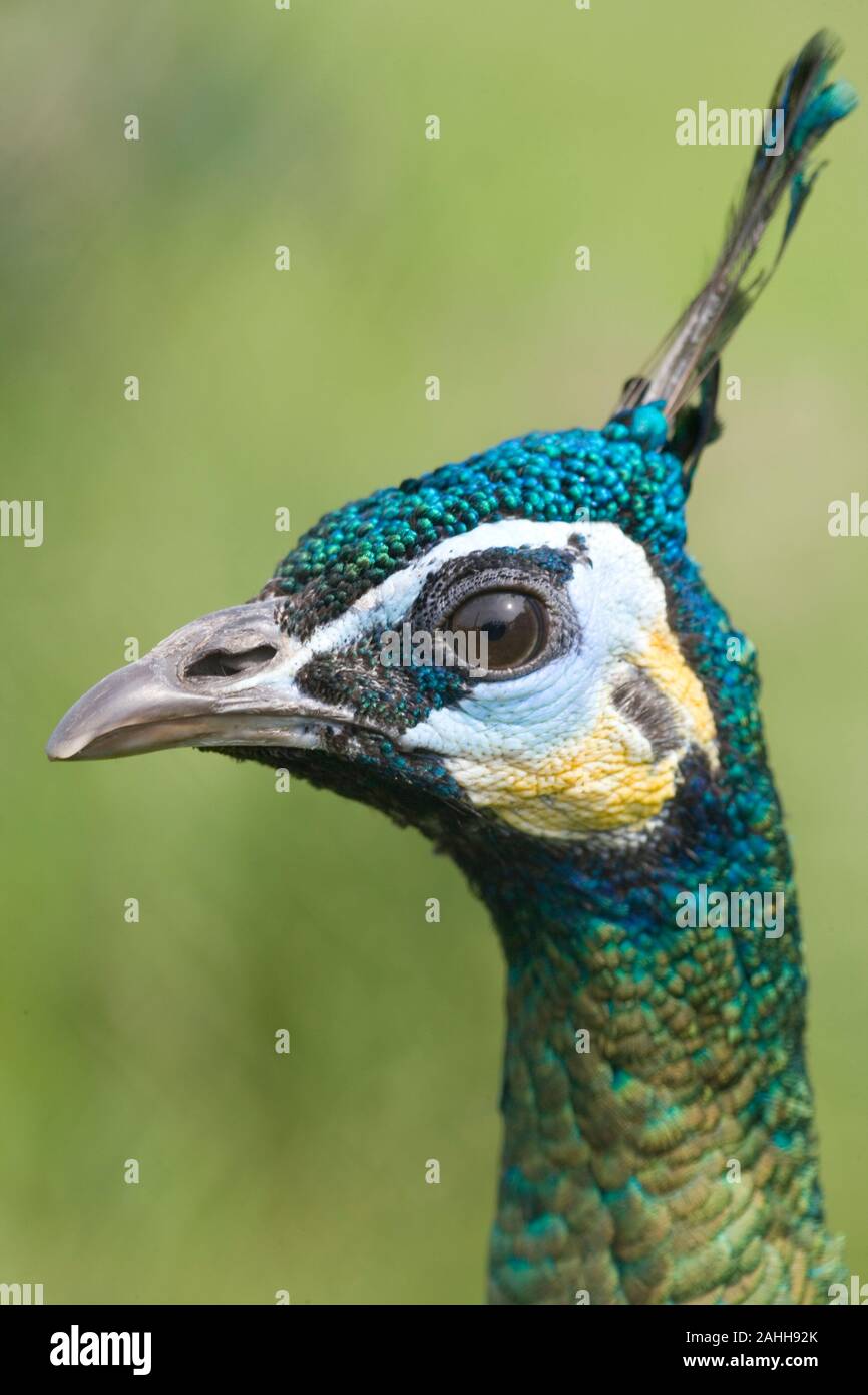 Green peafowl hi-res stock photography and images - Alamy