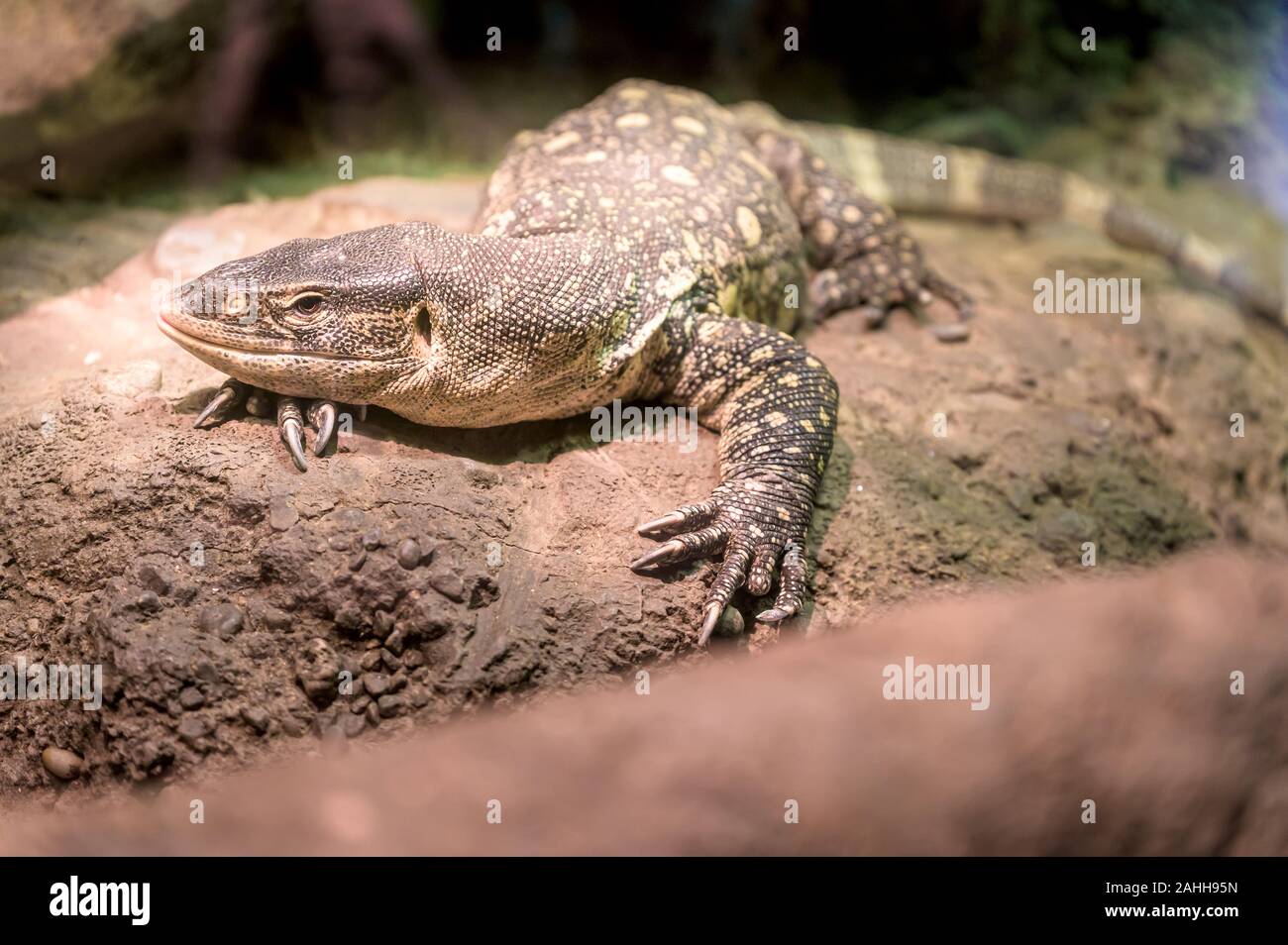 Gigantism In Animals