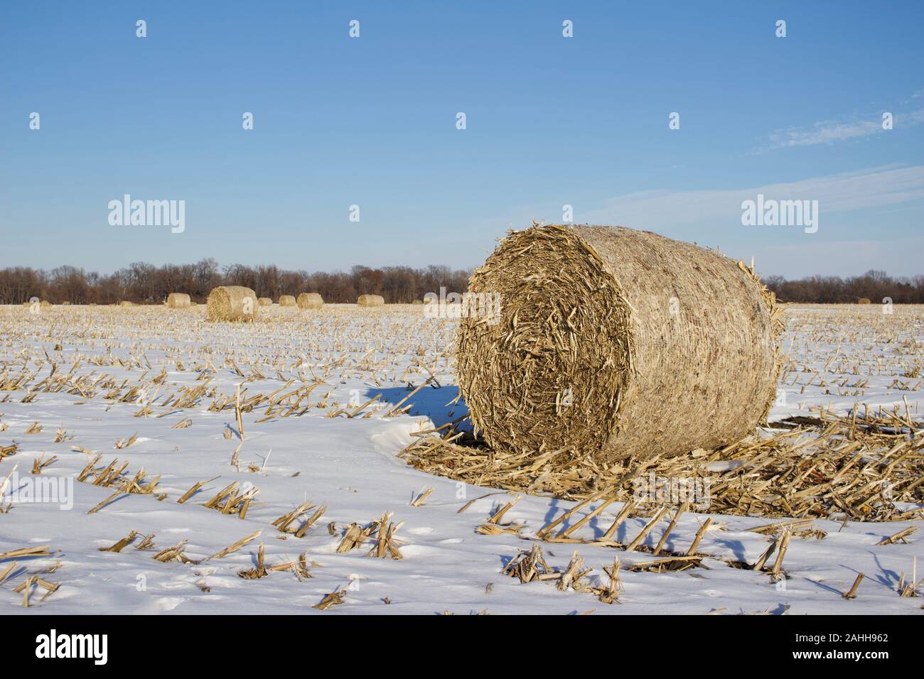 Landscape texture view of large round corn stalk bales in a rural ...