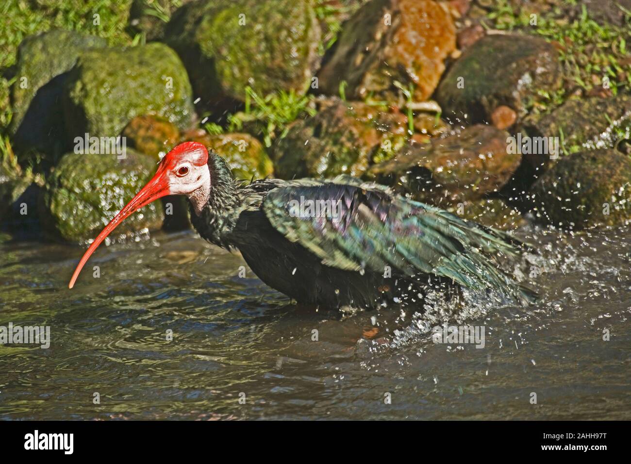 Southern bald ibis hi-res stock photography and images - Alamy