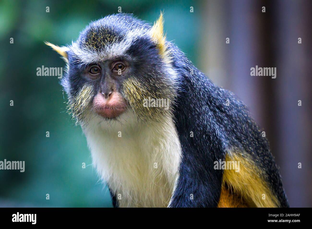 An inquisitive but suspicious Wolf's Mona Monkey observing its ...