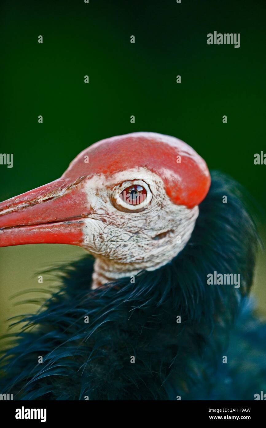 SOUTHERN BALD IBIS (Geronticus calvus). Head. Facial detail Stock Photo ...