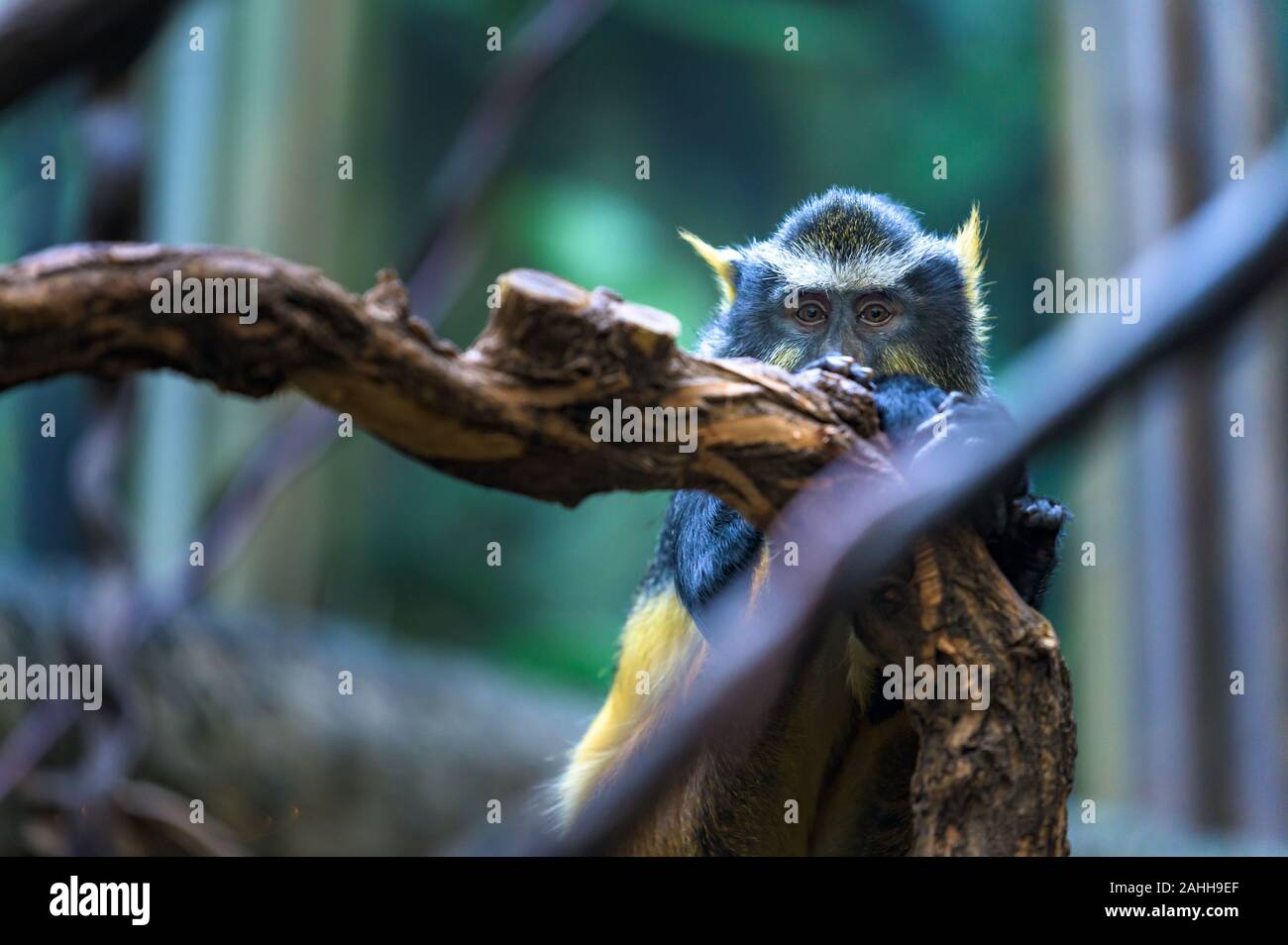 Cercopithecus wolfi wolfi hi-res stock photography and images - Alamy