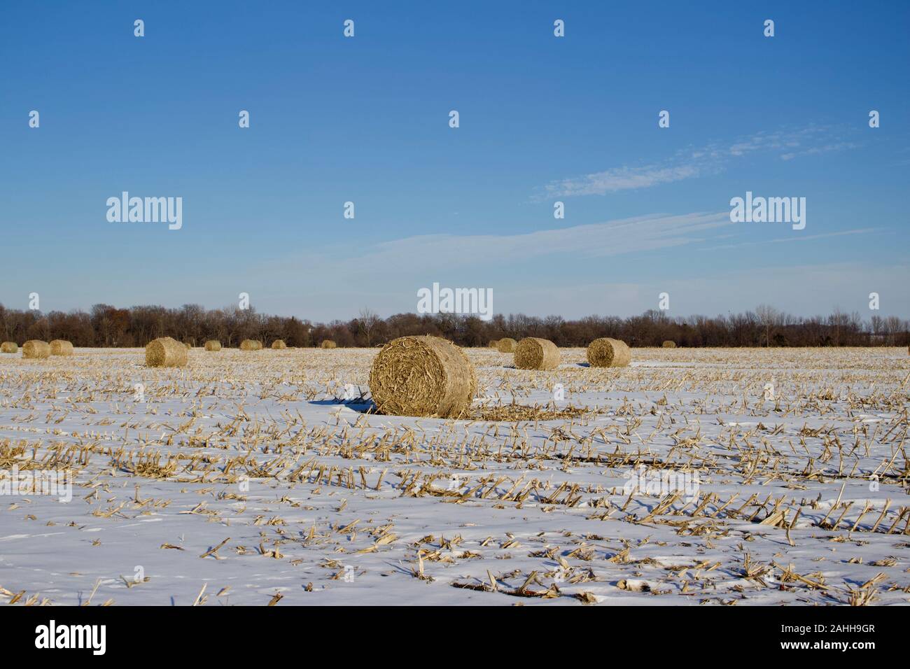 Landscape texture view of large round corn stalk bales in a rural ...