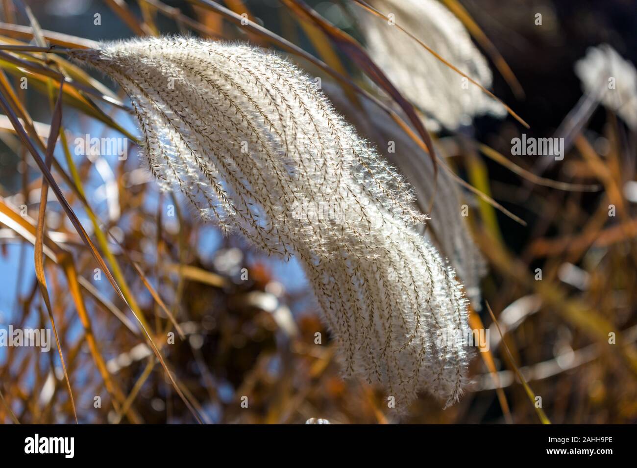 Dry reed swaying in wind hi-res stock photography and images - Alamy