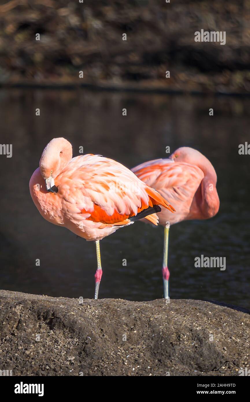 Greater lesser flamingos in lake hi-res stock photography and images ...