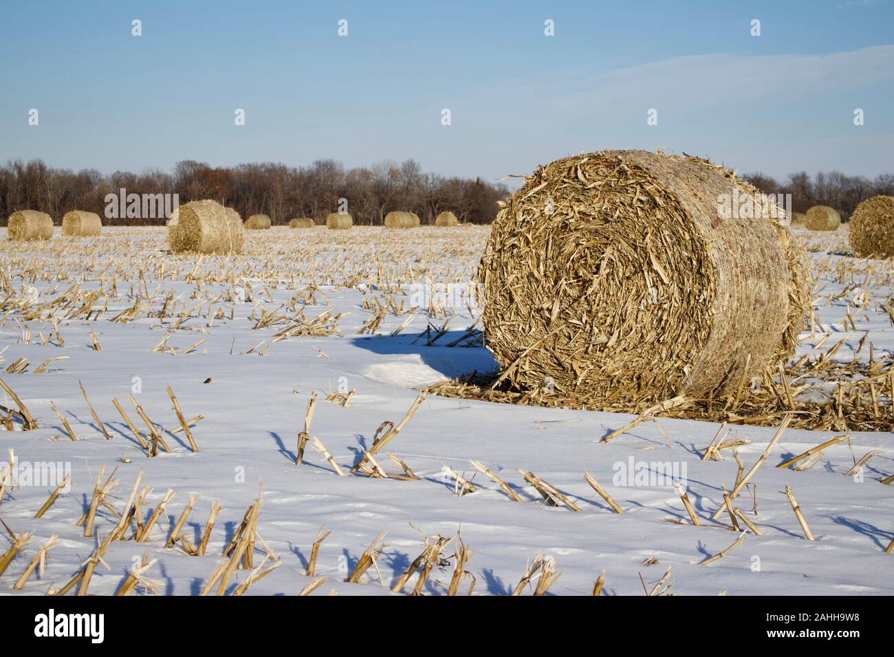 Landscape texture view of large round corn stalk bales in a rural ...
