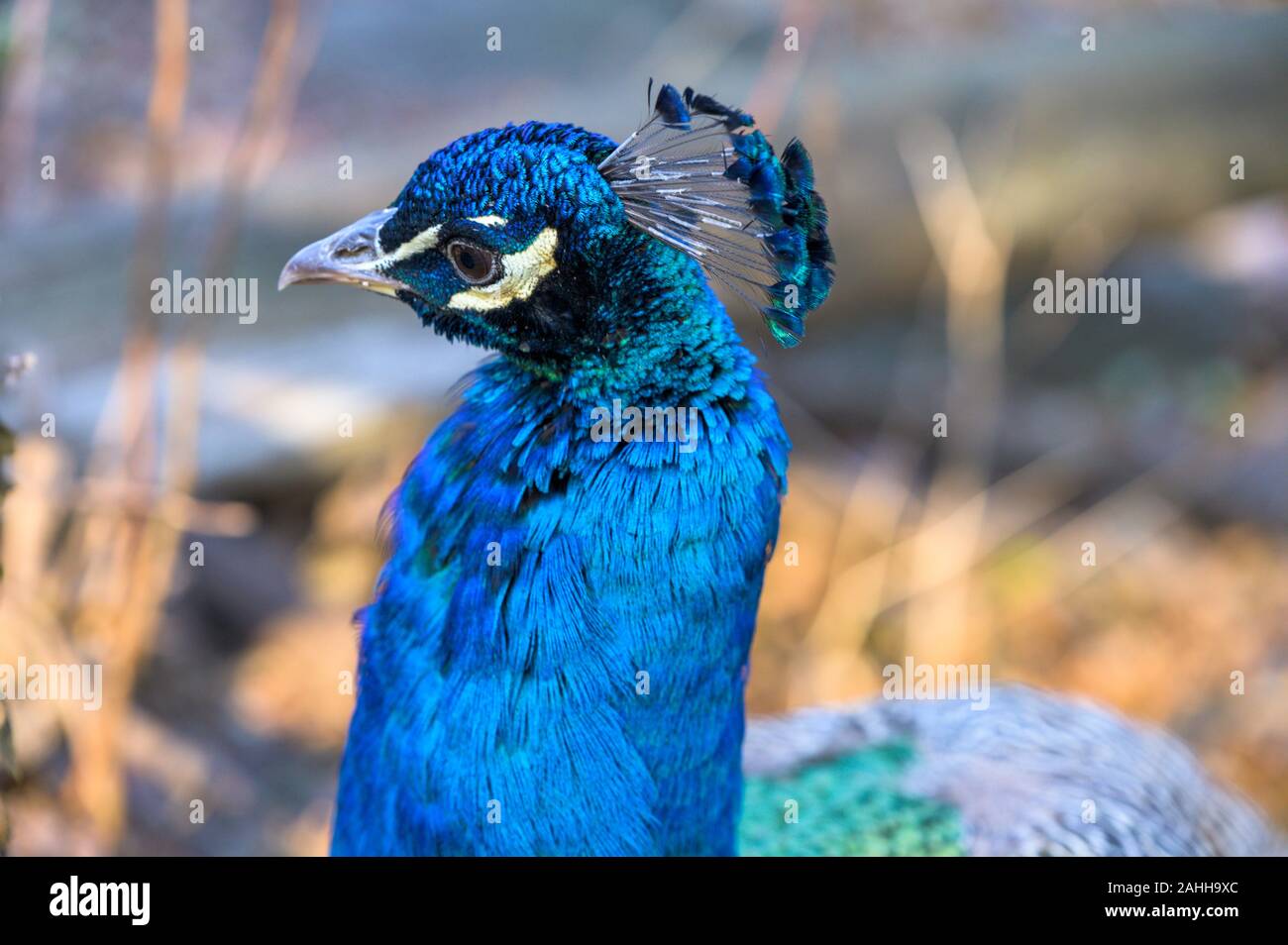 Congo peacock hi-res stock photography and images - Alamy