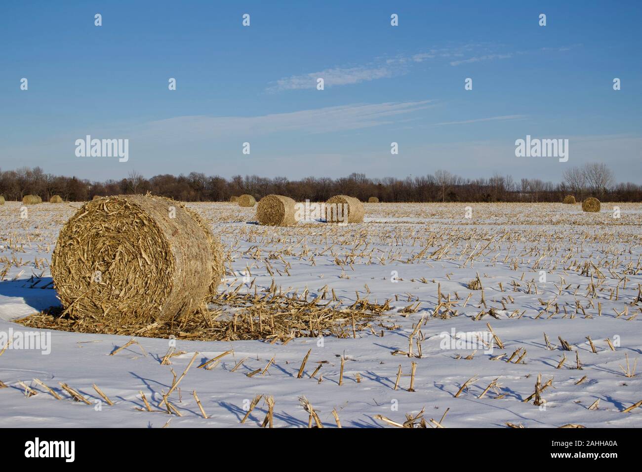 Landscape texture view of large round corn stalk bales in a rural ...