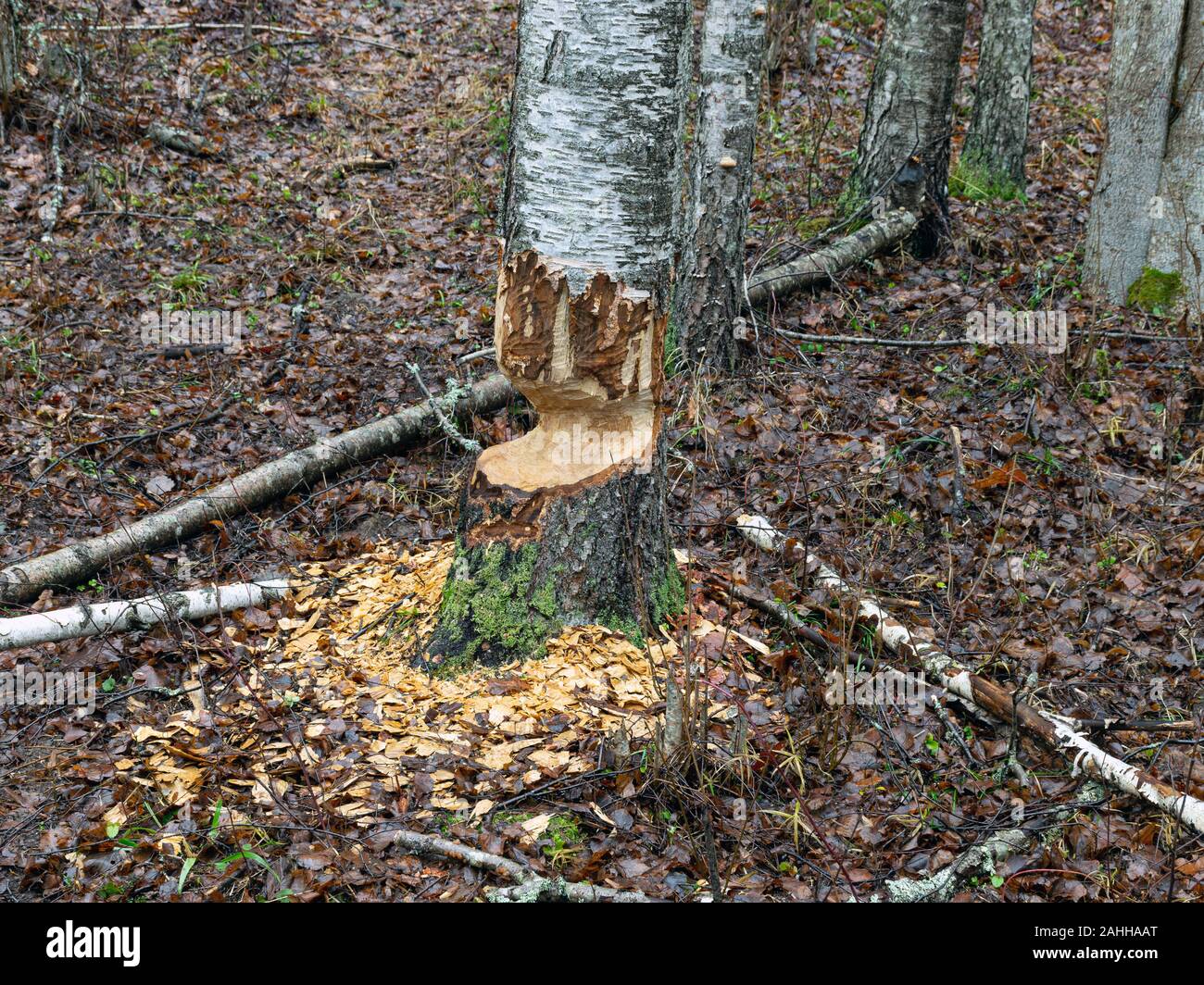 landscape with beaver nibbled trees, around the tree bark, a cloudy and ...
