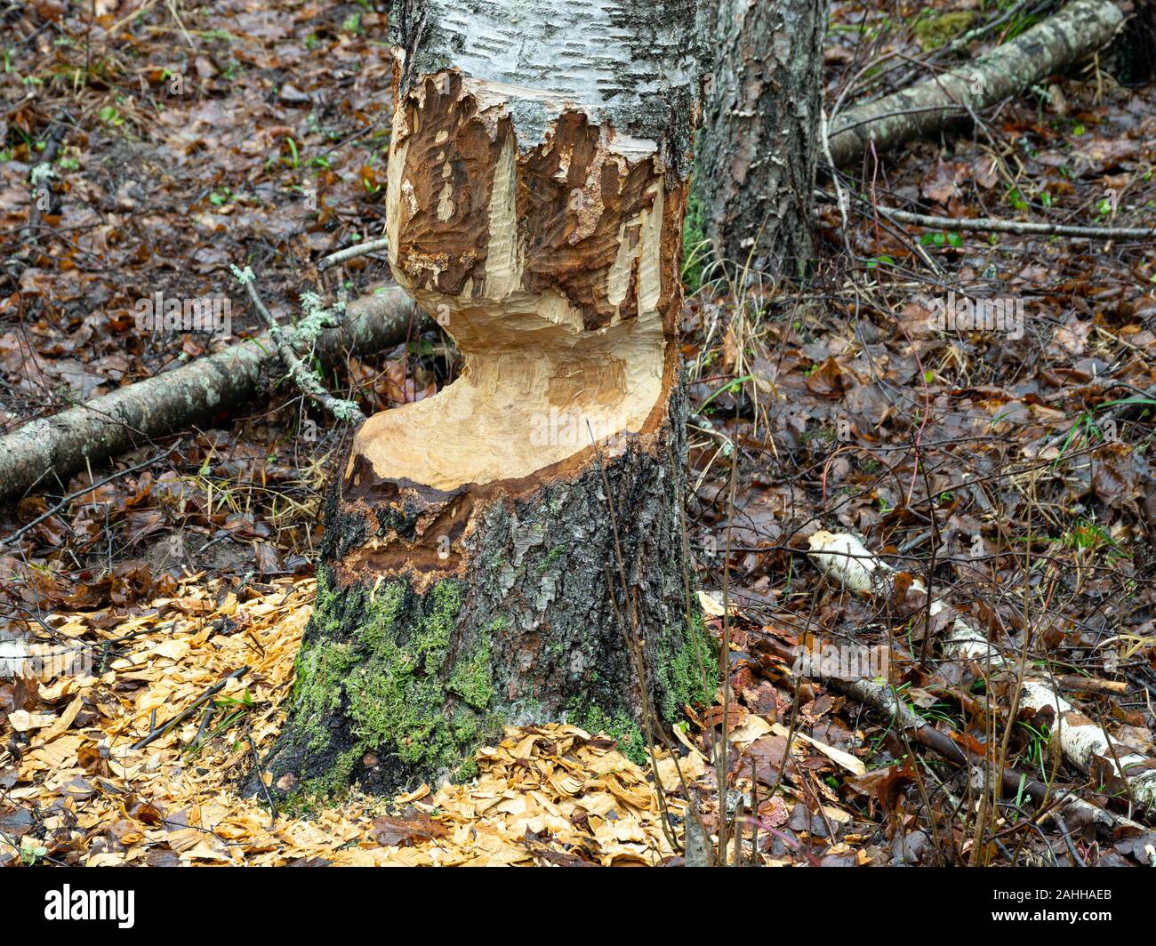 landscape with beaver nibbled trees, around the tree bark, a cloudy and ...
