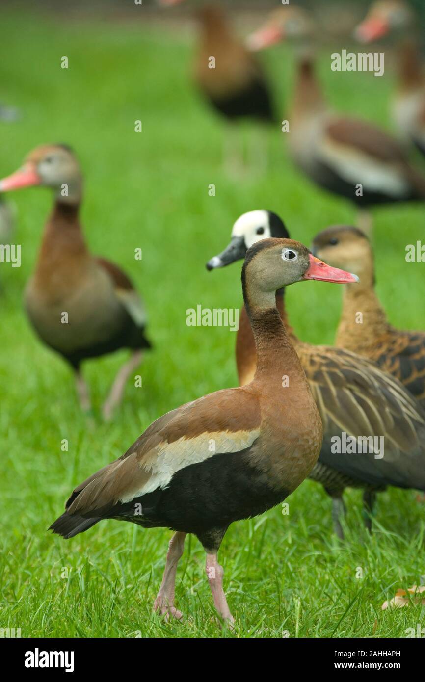 Whistling tree duck hi-res stock photography and images - Alamy