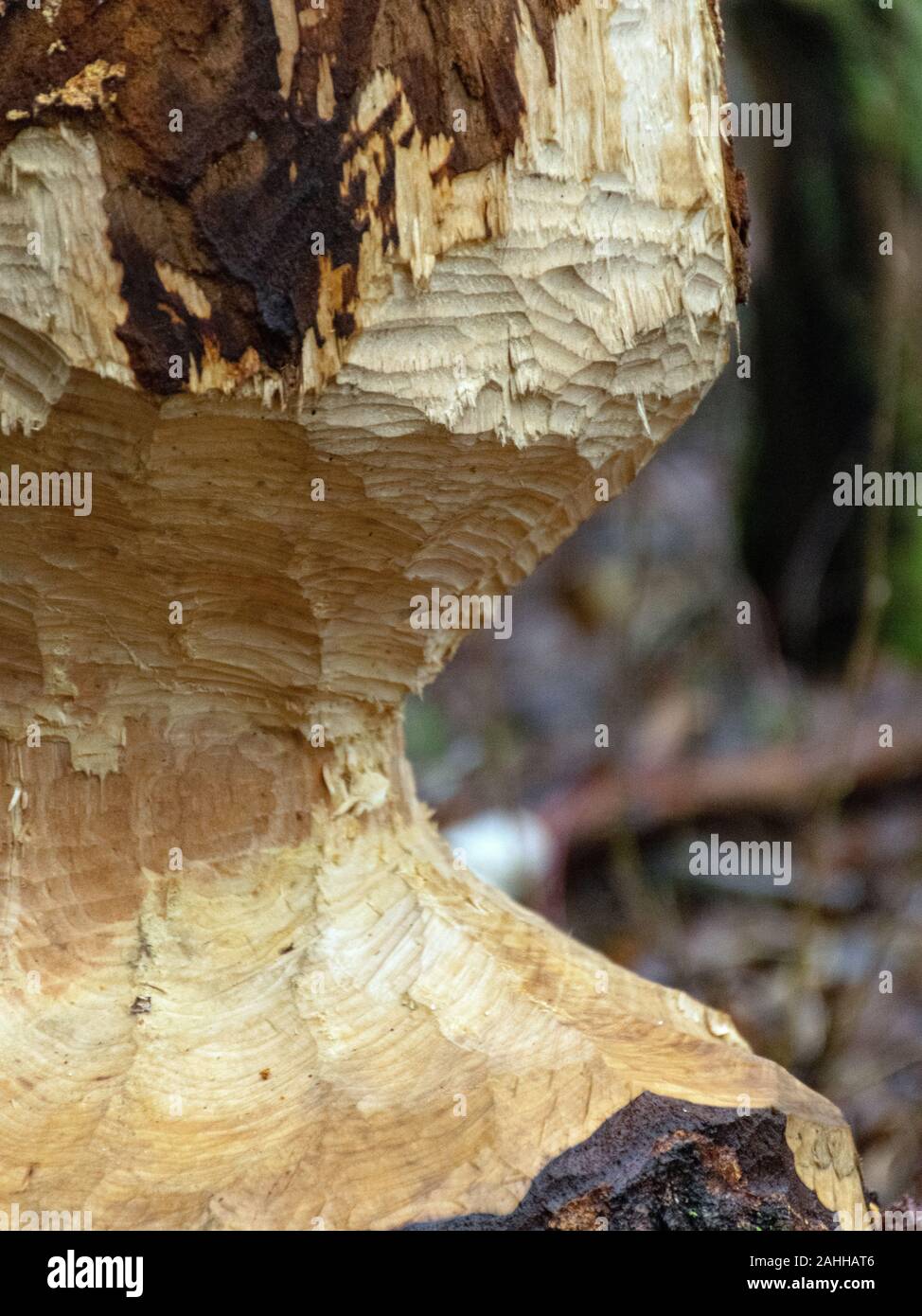 landscape with beaver nibbled trees, around the tree bark, a cloudy and ...