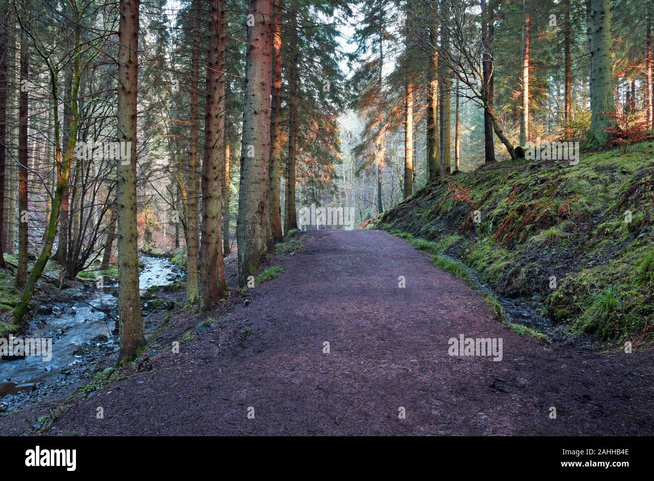 Trail through Blairadam Forest in Fife, Scotland showing wide trail ...