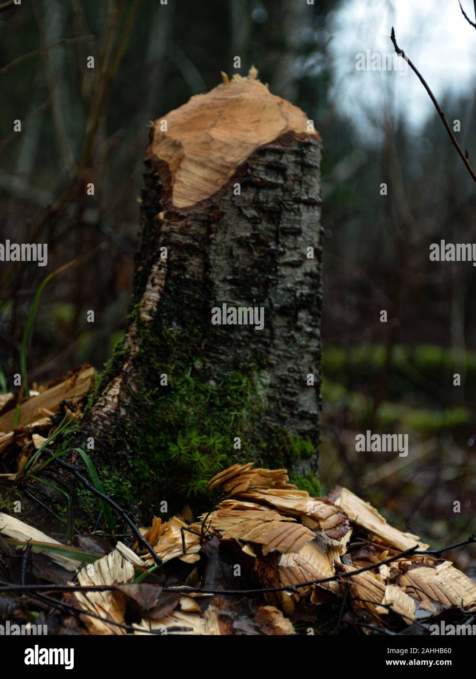 landscape with beaver nibbled trees, around the tree bark, a cloudy and ...