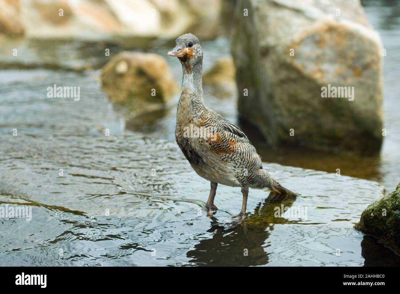 CHILEAN TORRENT DUCK (Merganetta a. armata) in transitional immature ...