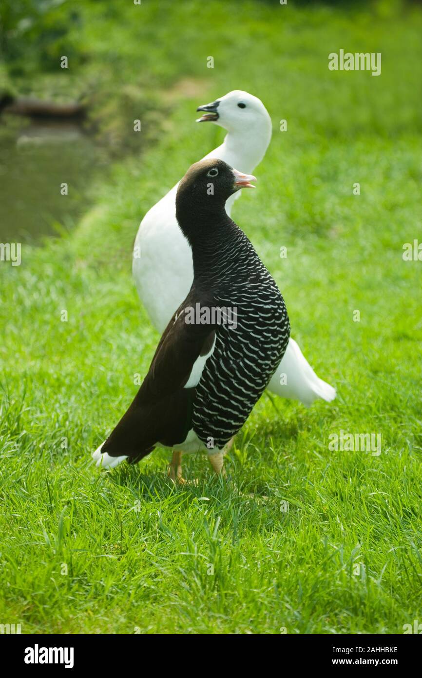 Male female geese hi-res stock photography and images - Alamy