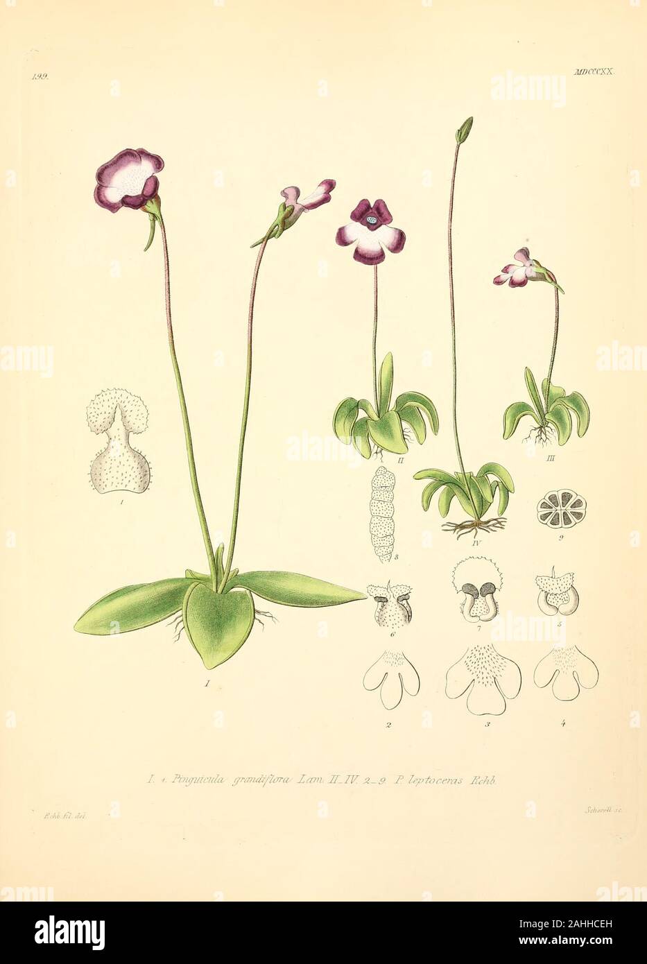 Old botanical drawings hi-res stock photography and images - Alamy