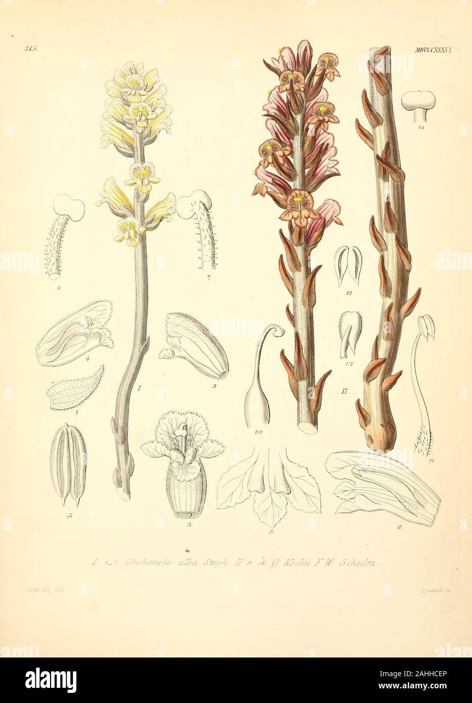 Old botanical drawings hi-res stock photography and images - Alamy