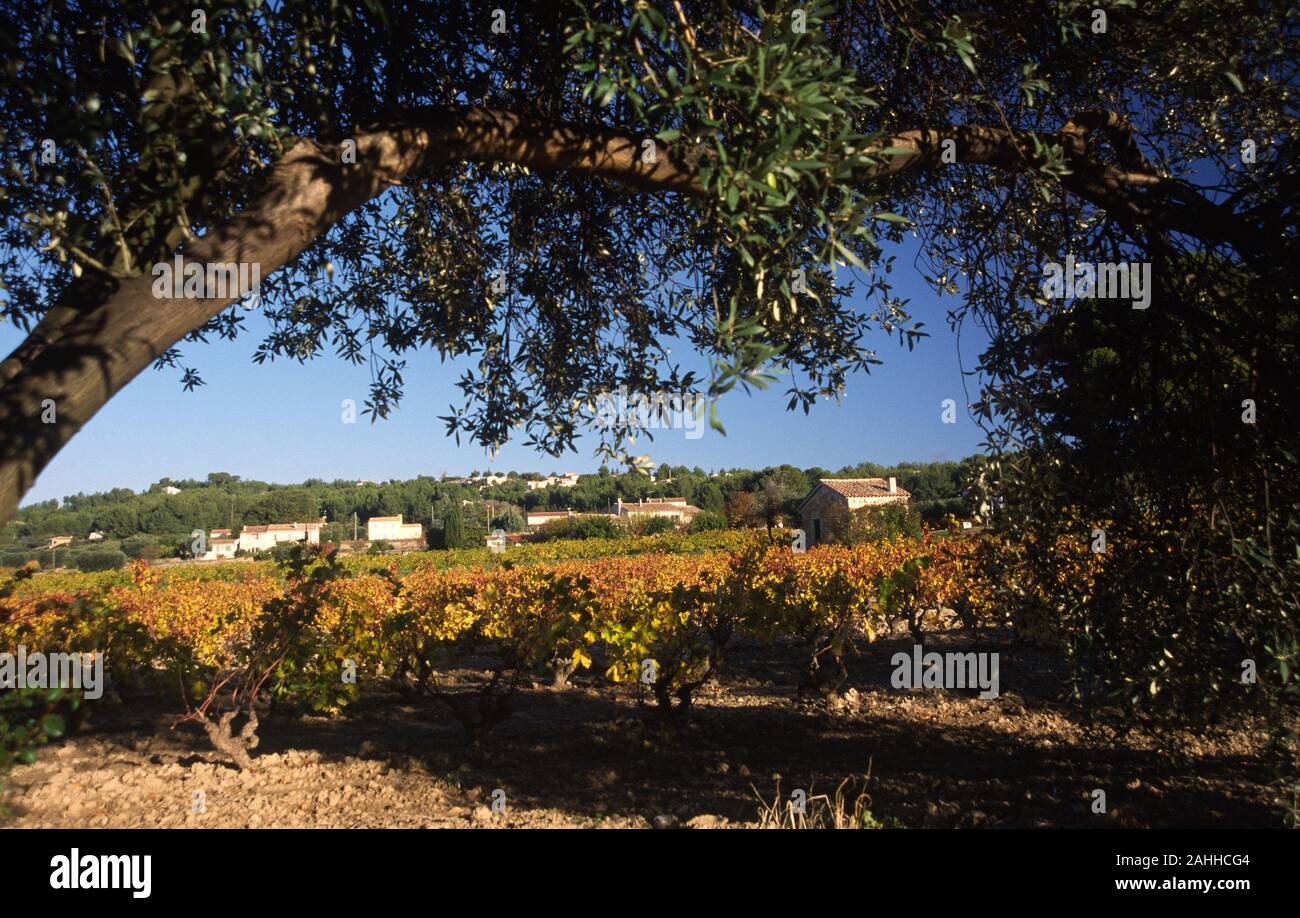 Autumn vines at La Cadière d'Azur Var Provence Stock Photo - Alamy