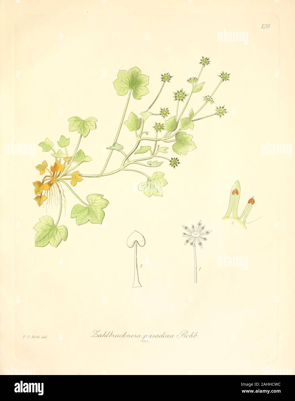 Old botanical drawings hi-res stock photography and images - Alamy