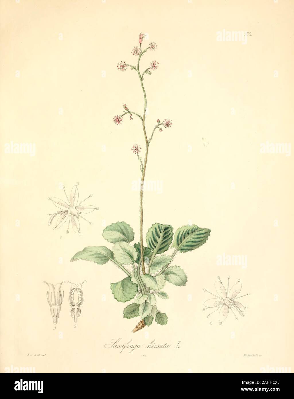 Old botanical drawings hi-res stock photography and images - Alamy
