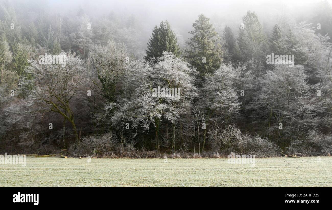 Trees covered with frost and surrounded by fog Stock Photo - Alamy