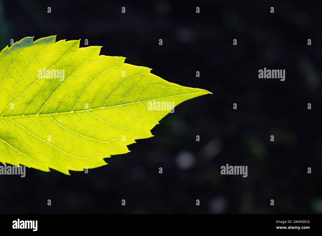 Leaf of a plant close-up with backlit sunlight on a dark background ...