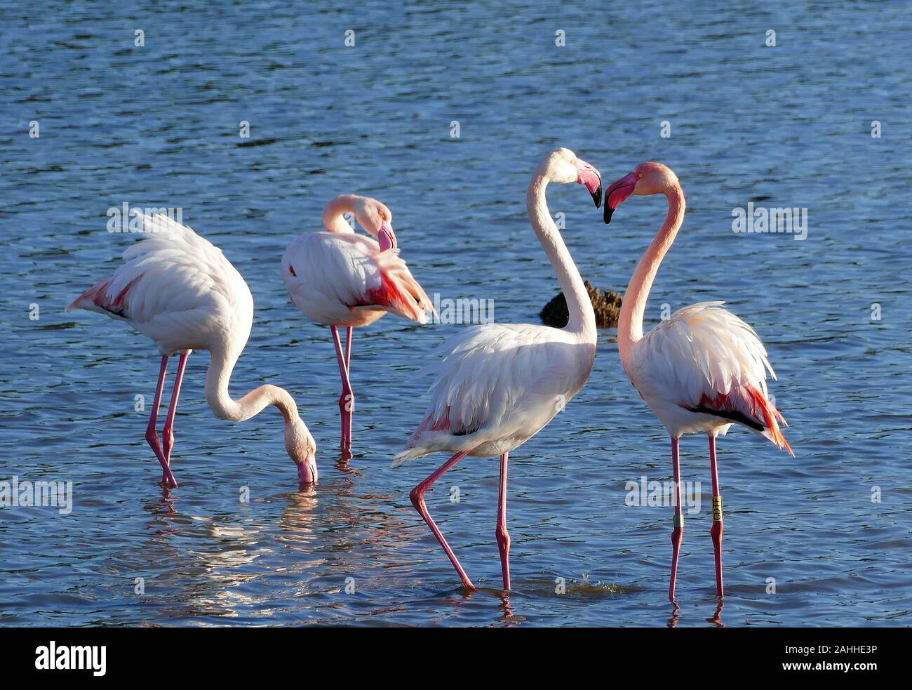 Pink flamingos in the salt marshes of Hyeres Stock Photo - Alamy