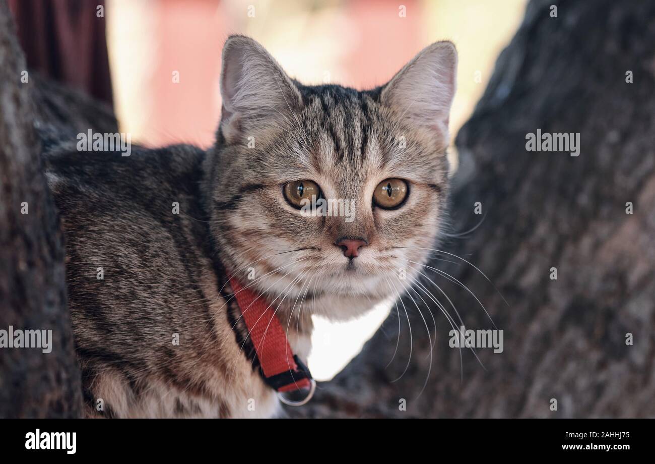 Snapshot of a tabby cat Stock Photo - Alamy