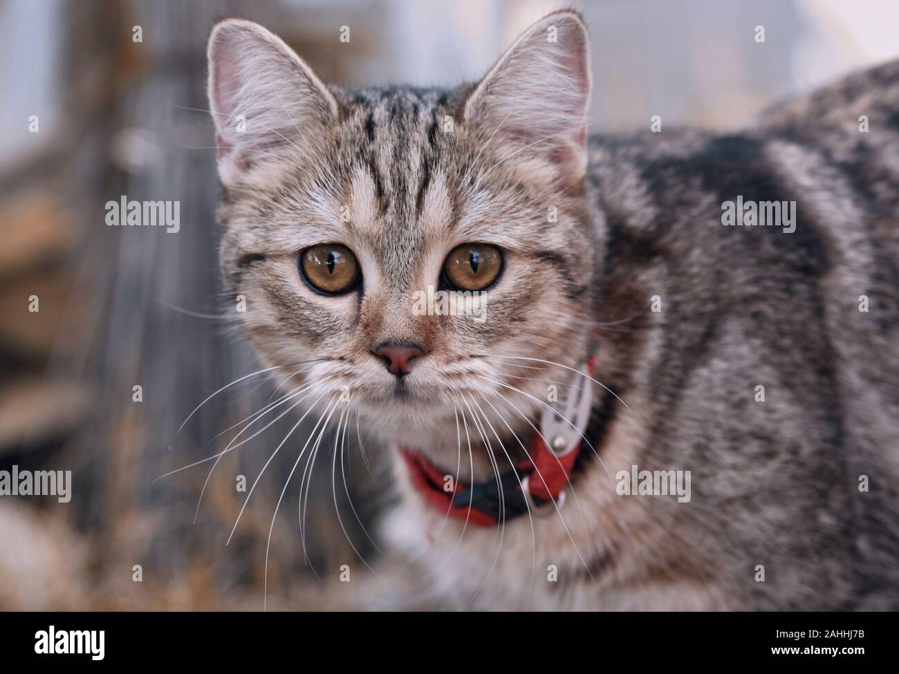 Animal snapshot hi-res stock photography and images - Alamy