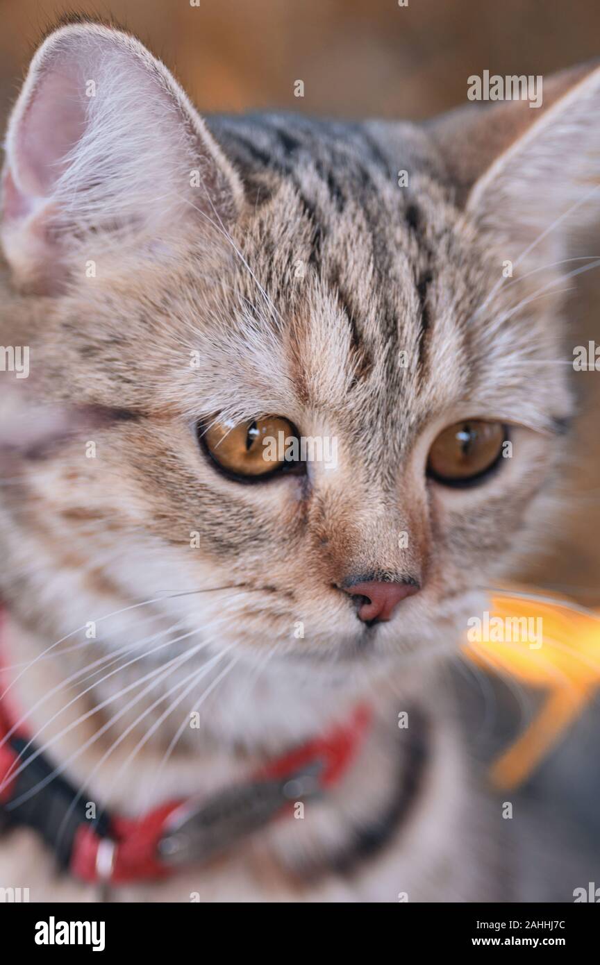 Animal snapshot hi-res stock photography and images - Alamy