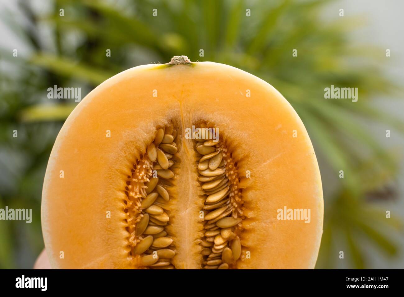 Fresh sweet orange melon with a palm tree on background. Useful and ...