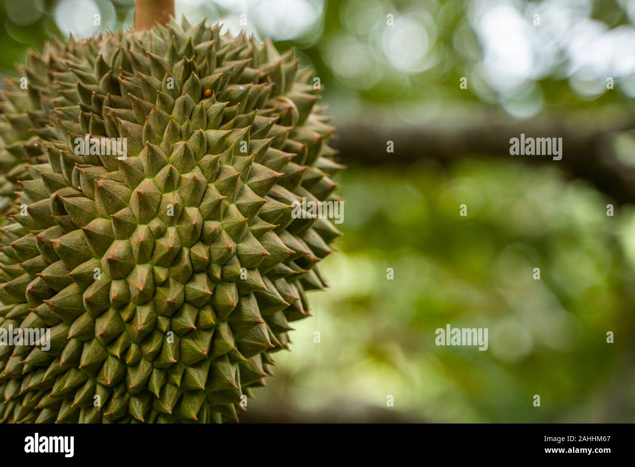 Durian - king of tropical fruit, on a tree branch in the orchard. Fresh ...