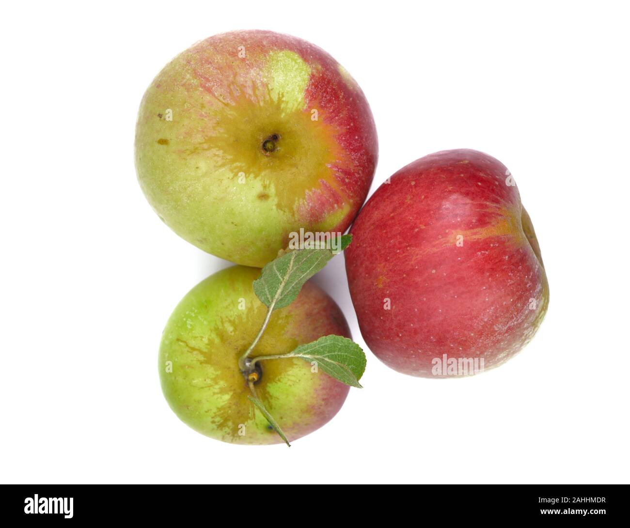 three organic red apples from garden and isolated on white background ...