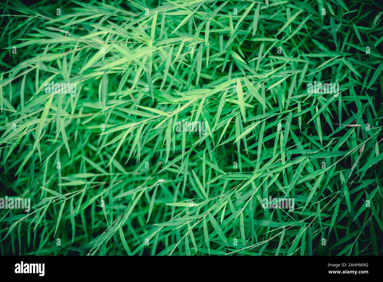 green leaves from bush in morning time at side view Stock Photo - Alamy