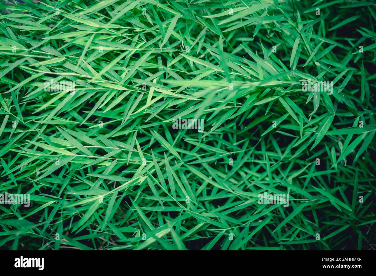 green leaves from bush in morning time at side view Stock Photo - Alamy