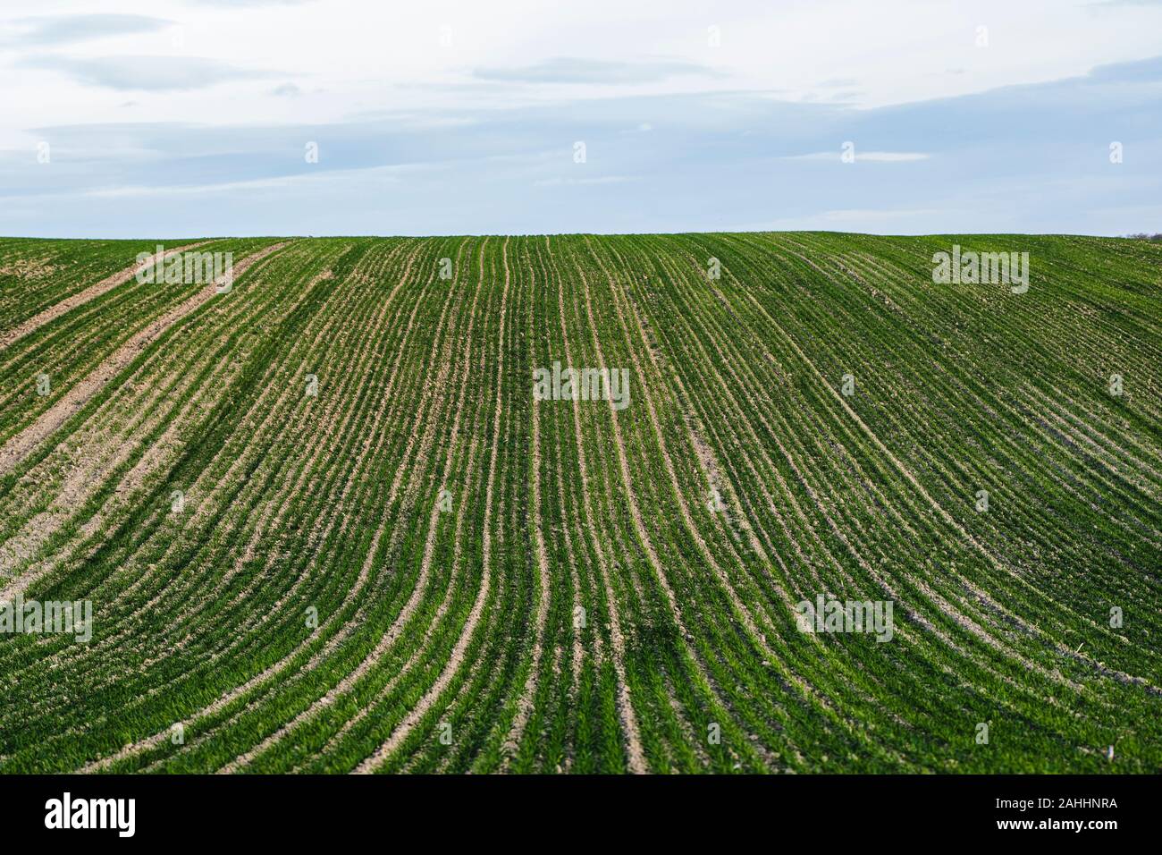 Field of young wheat seedlings growing in autumn. Young green wheat ...